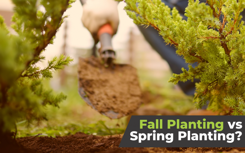 Fall Planting vs Spring Planting? Read This! - Premier Landscaping Inc.