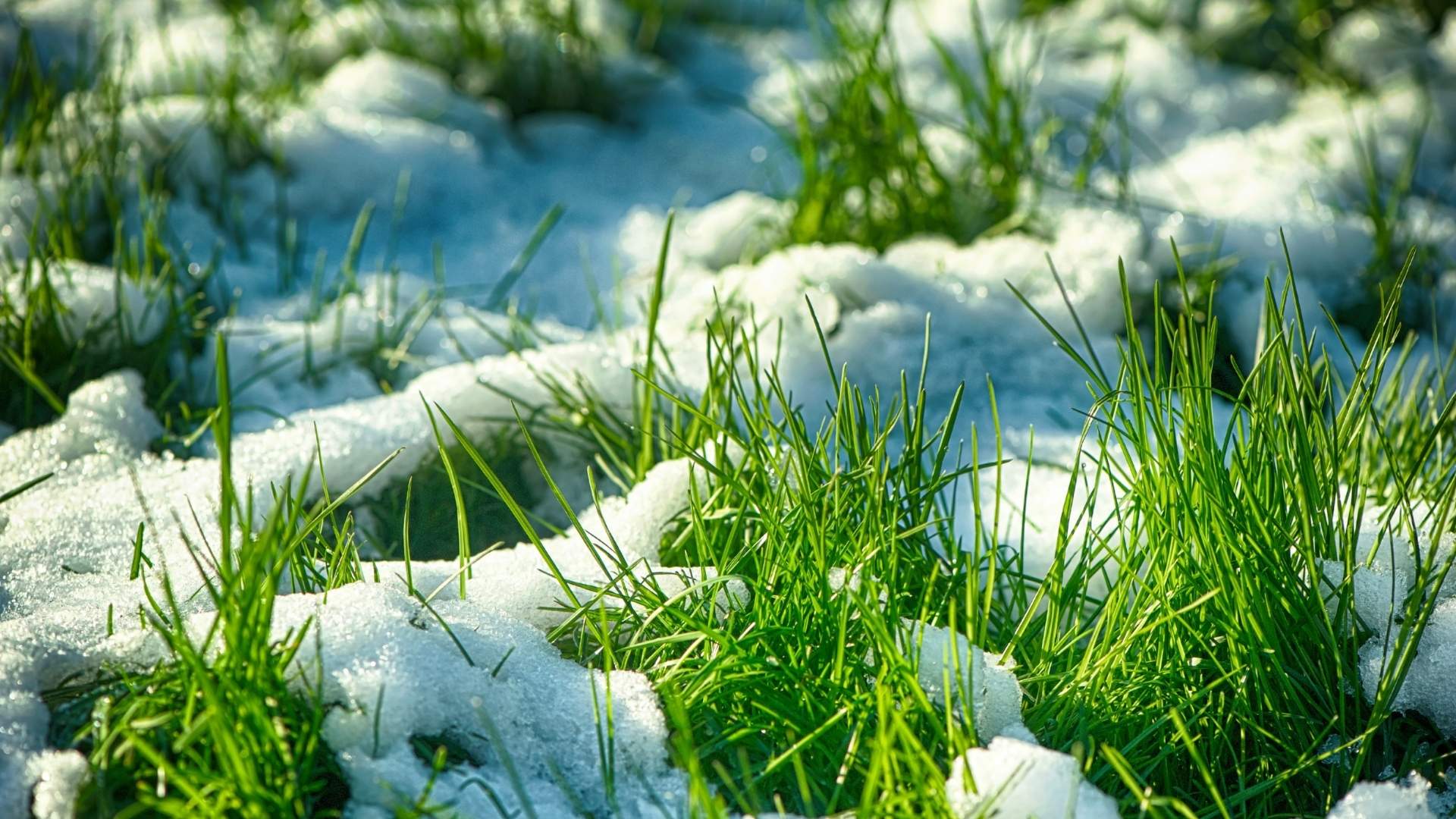 Winter & Early Spring Landscaping Tips for Vancouver Properties
